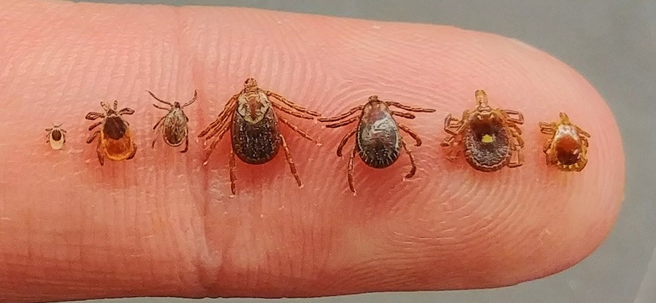 OSU professor gives data on ticks